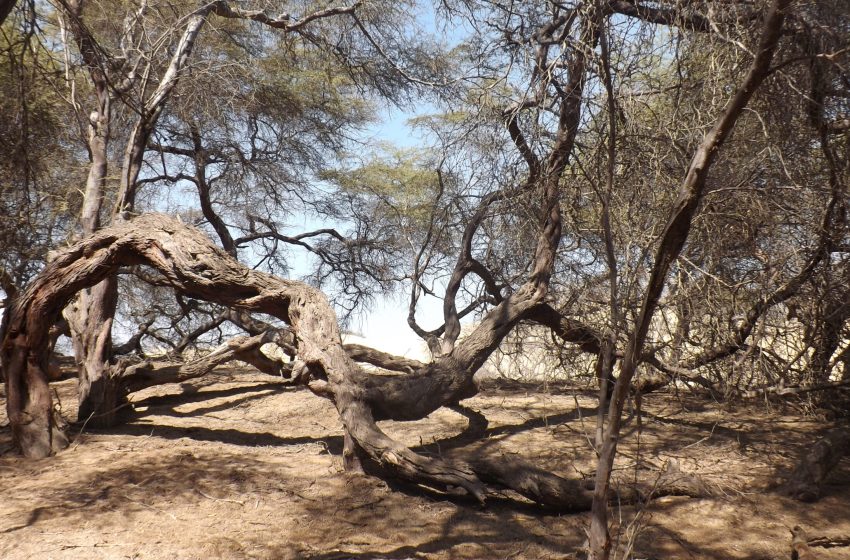 GORE BUSCA PROTEGER 1,300 HECTÁREAS DE BOSQUE SECO EN LA LIBERTAD ...
